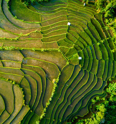 Climate Pledges Could Transform ASEAN Agriculture | UOB ASEAN Insights